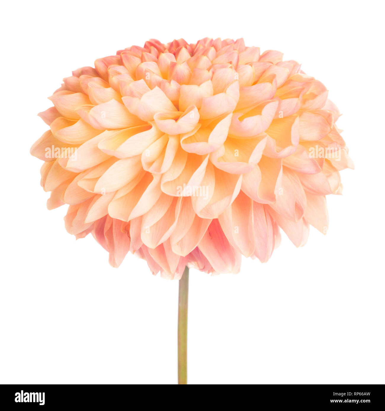 Dahlia flower plant hi-res stock photography and images - Alamy
