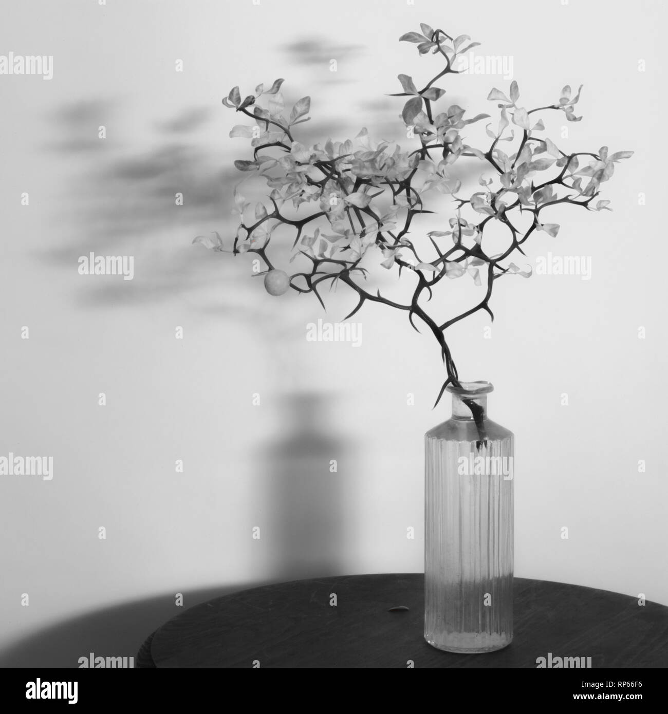 Branch of Hardy Orange Tree, Poncirus trifoliata, in Vase on round ...