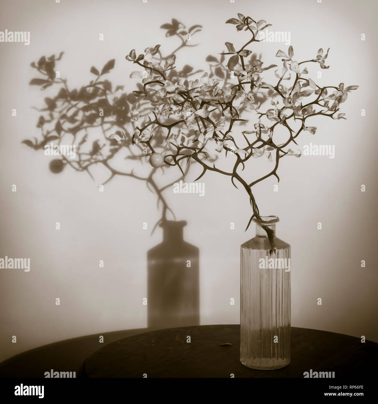 Branch of Hardy Orange Tree, Poncirus trifoliata, in Vase on Round ...