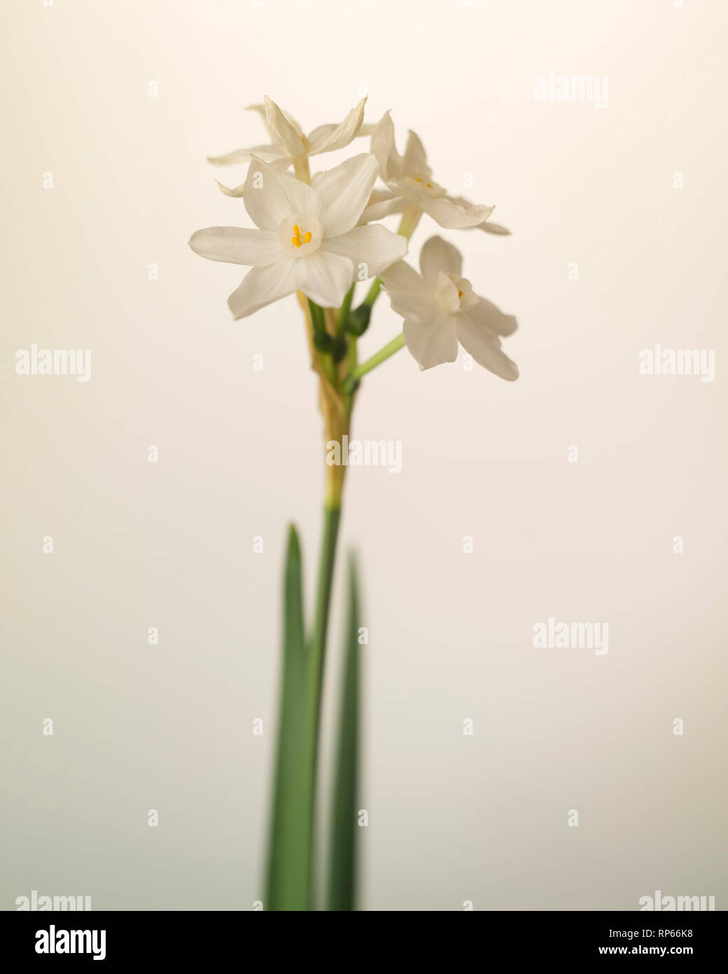 Paperwhite, Narcissus papyraceus, against White Background Stock Photo ...
