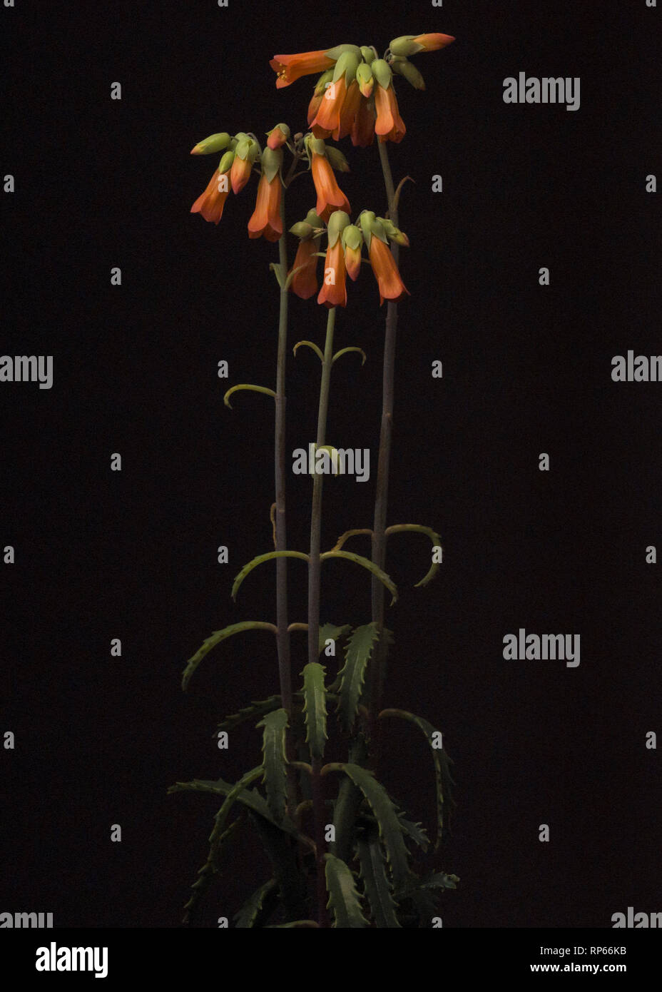 Chandelier Plant, Kalanchoe delagoensis, against Black Background Stock ...
