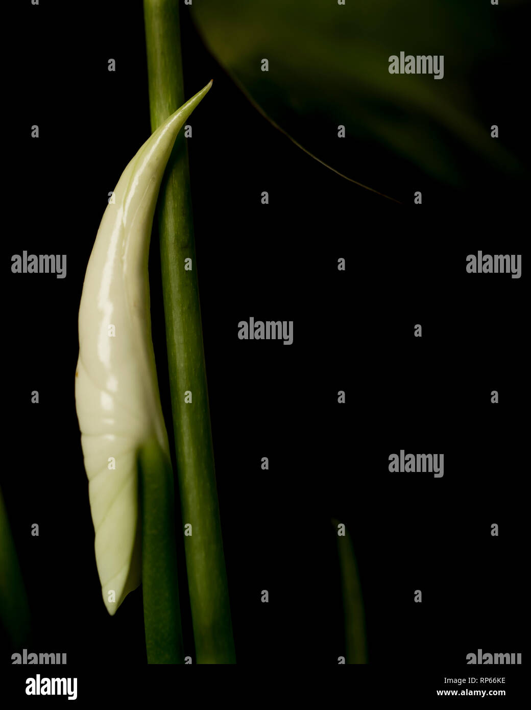 Anthurium Spathe and Spadix, Pre-Bloom, against Black Background, Close ...
