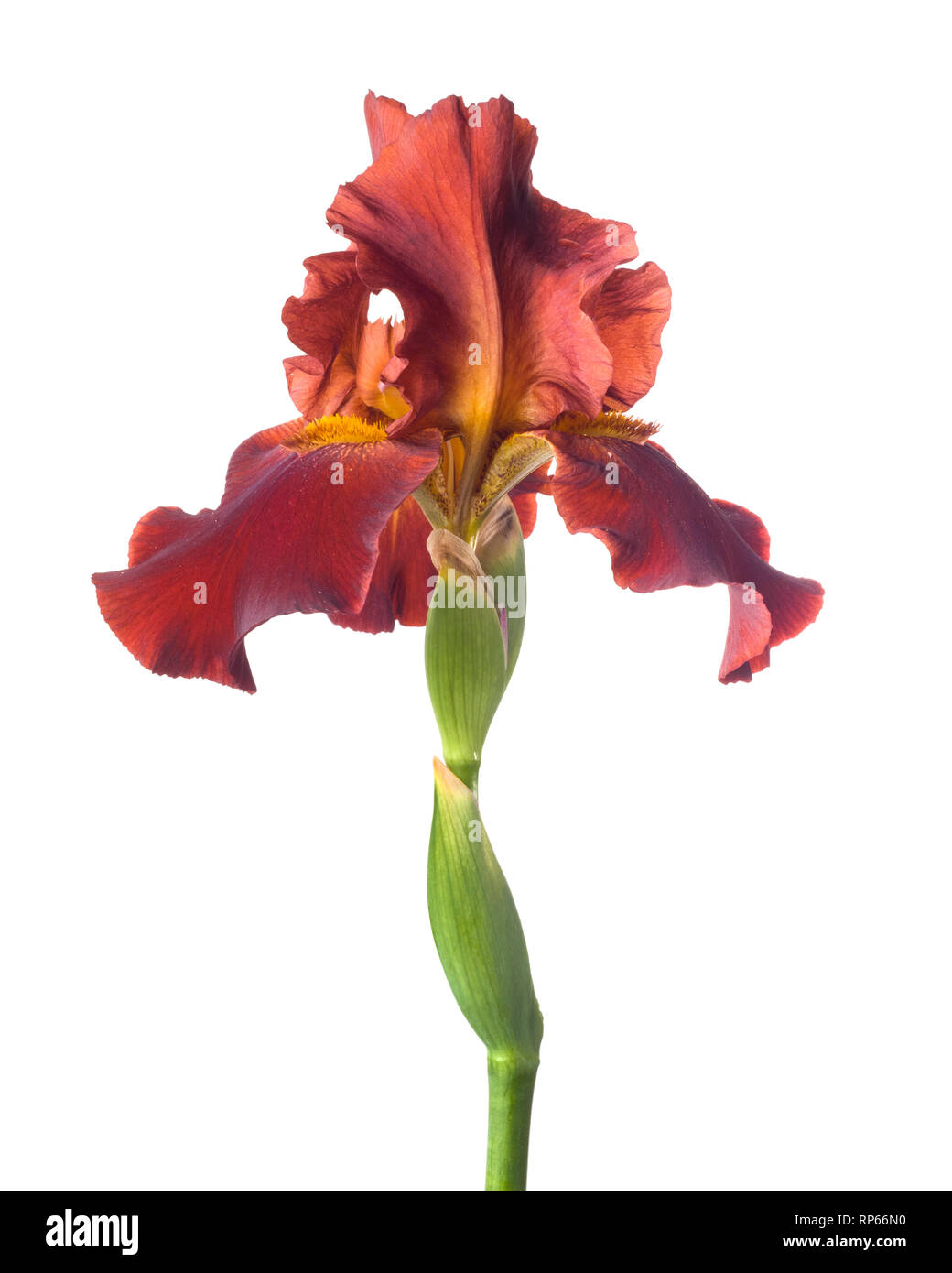 Maroon stem hi-res stock photography and images - Alamy