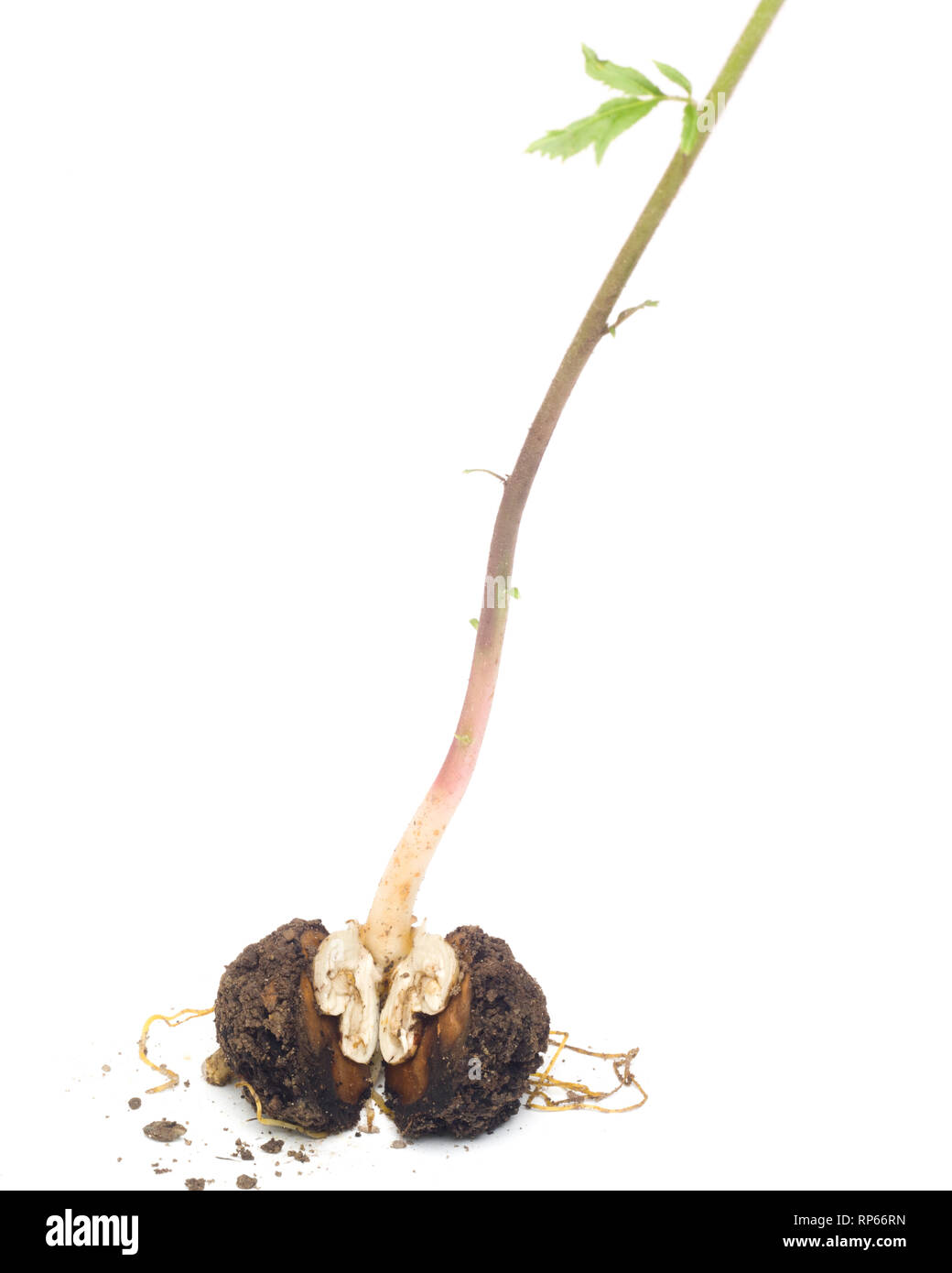 Walnut Seedling Leaning Right against White Background Stock Photo - Alamy