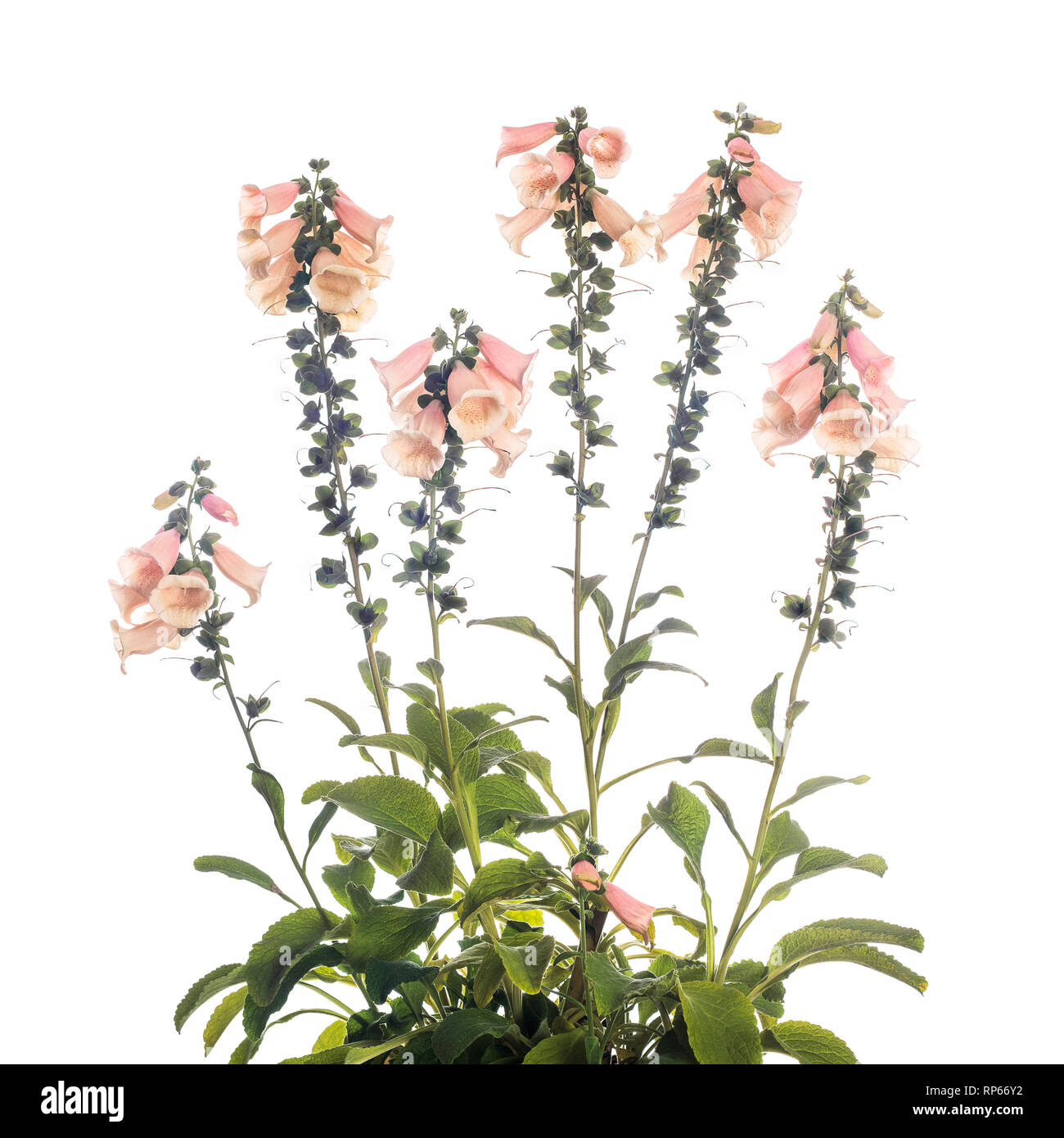 Blooming Foxglove against White Background Stock Photo - Alamy
