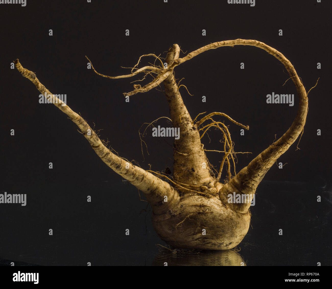 Roots of plants hi-res stock photography and images - Alamy