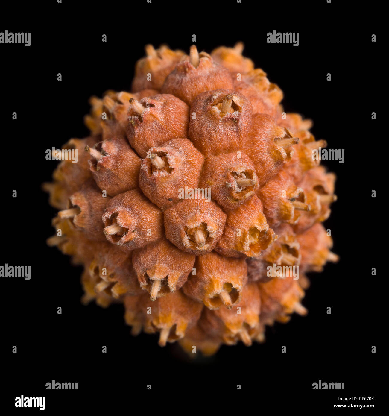 Dried flower seed pod hi-res stock photography and images - Alamy