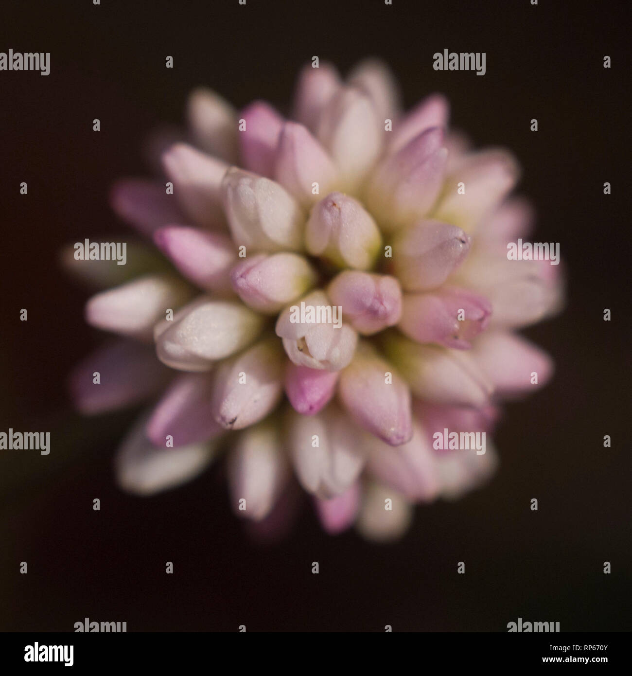 Clover black and white hi-res stock photography and images - Alamy