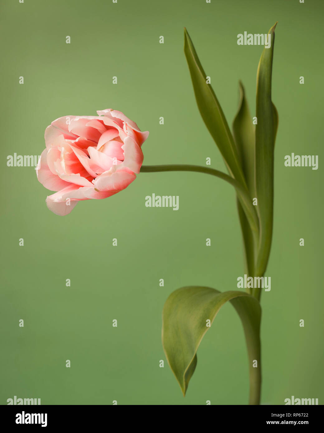 Curved flower stem hi-res stock photography and images - Alamy