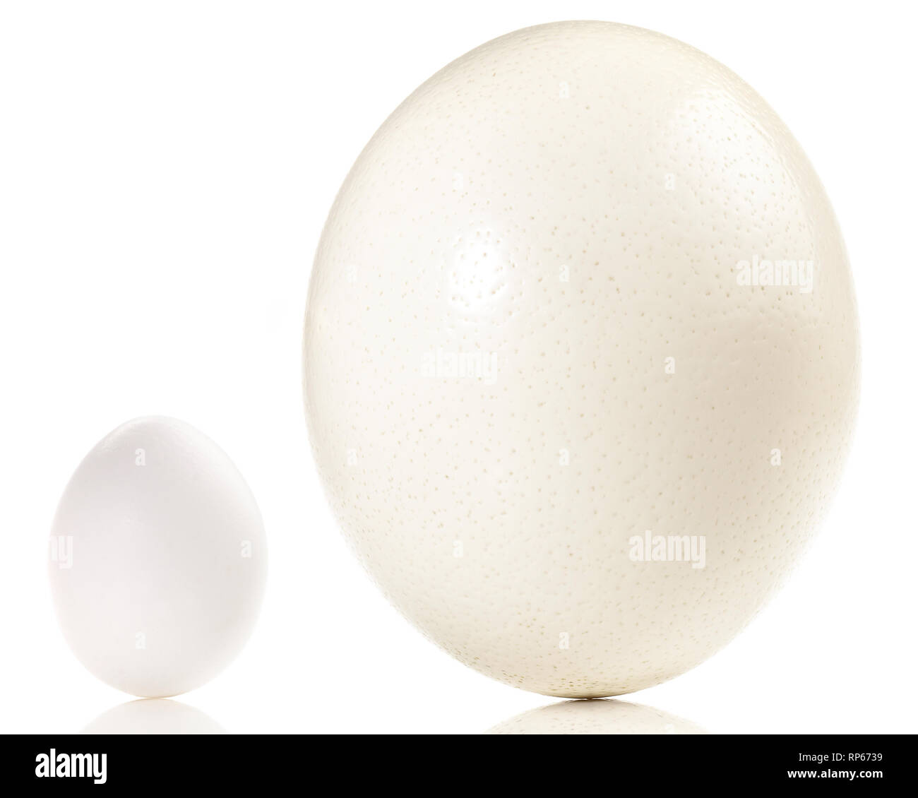 Ostrich and Chicken Eggs on white Background Stock Photo - Alamy