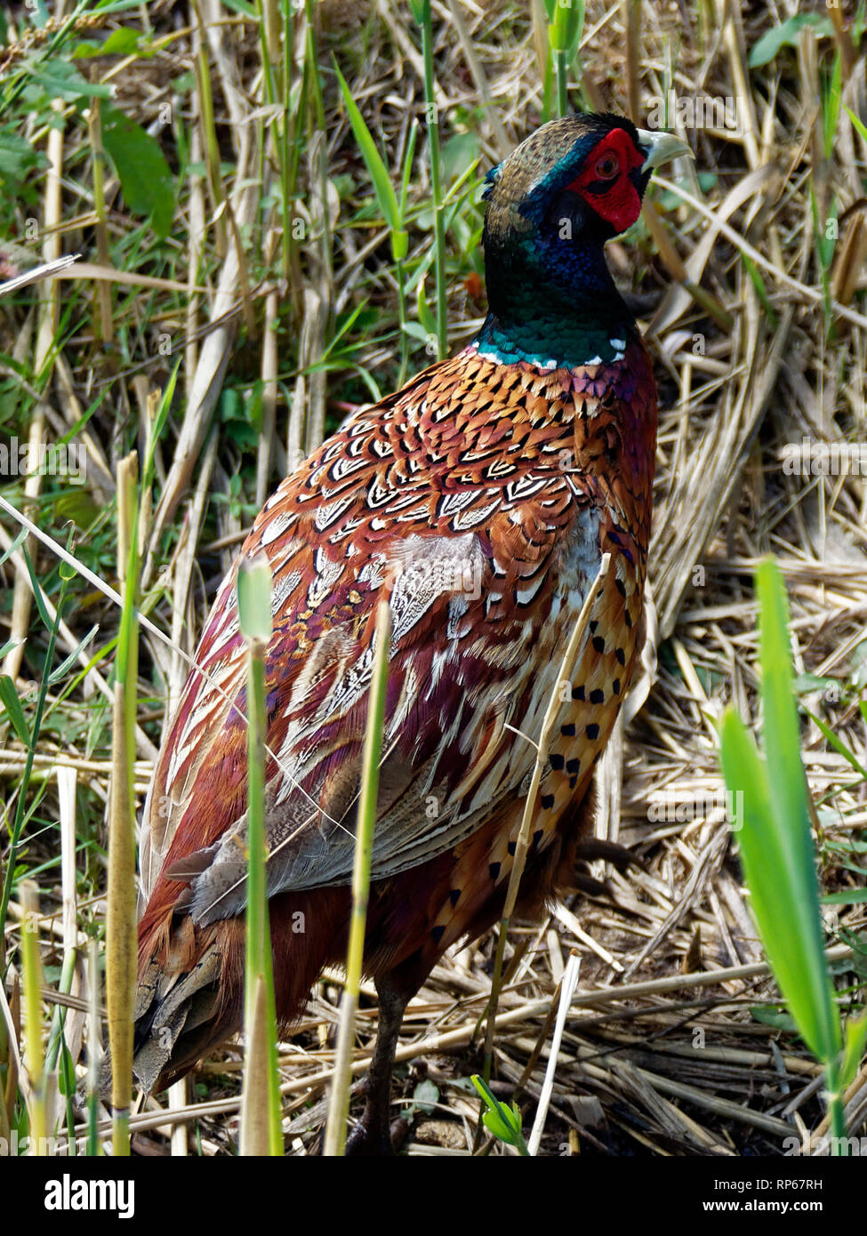 Types of pheasant hi-res stock photography and images - Alamy