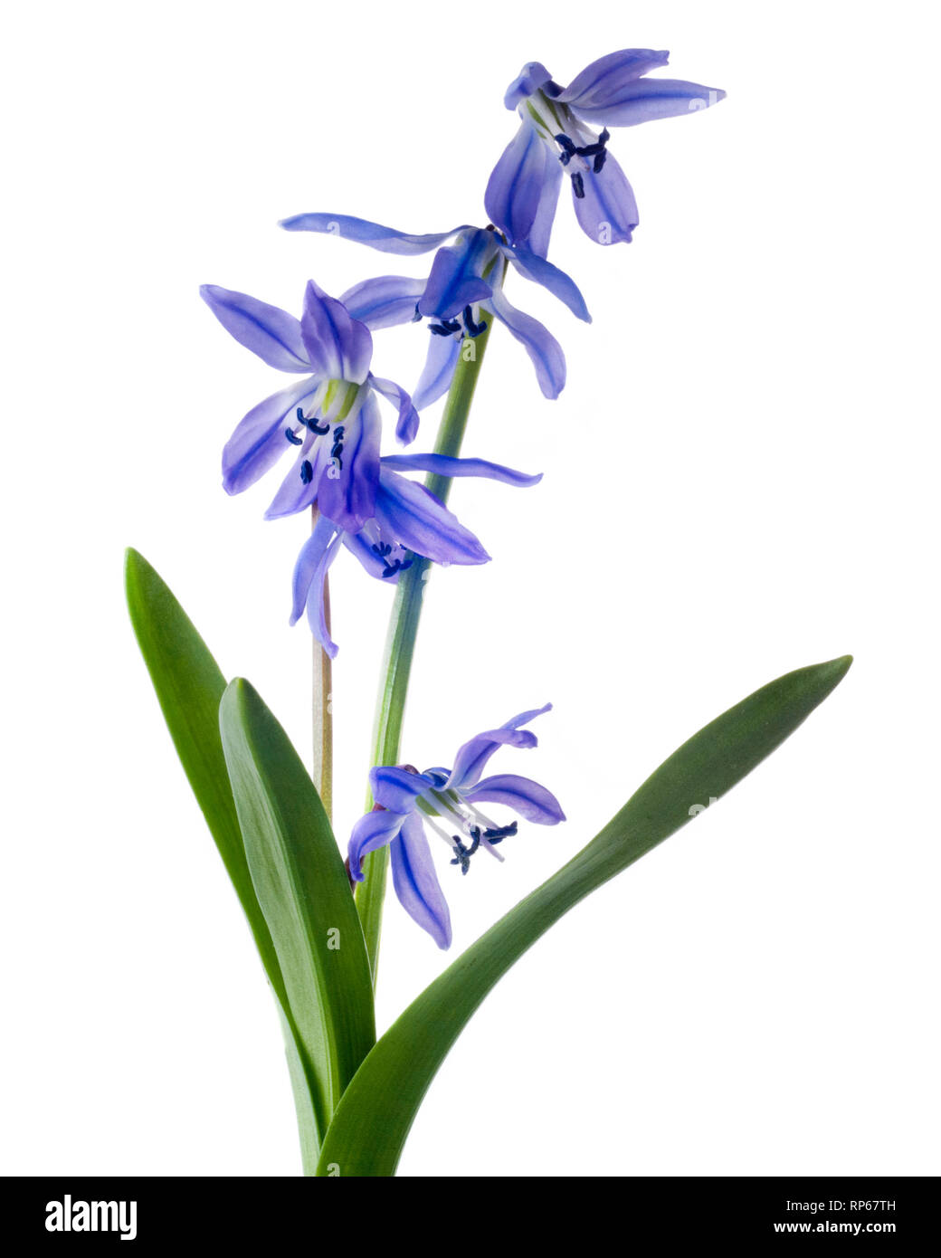 White Squill Scilla High Resolution Stock Photography and Images - Alamy
