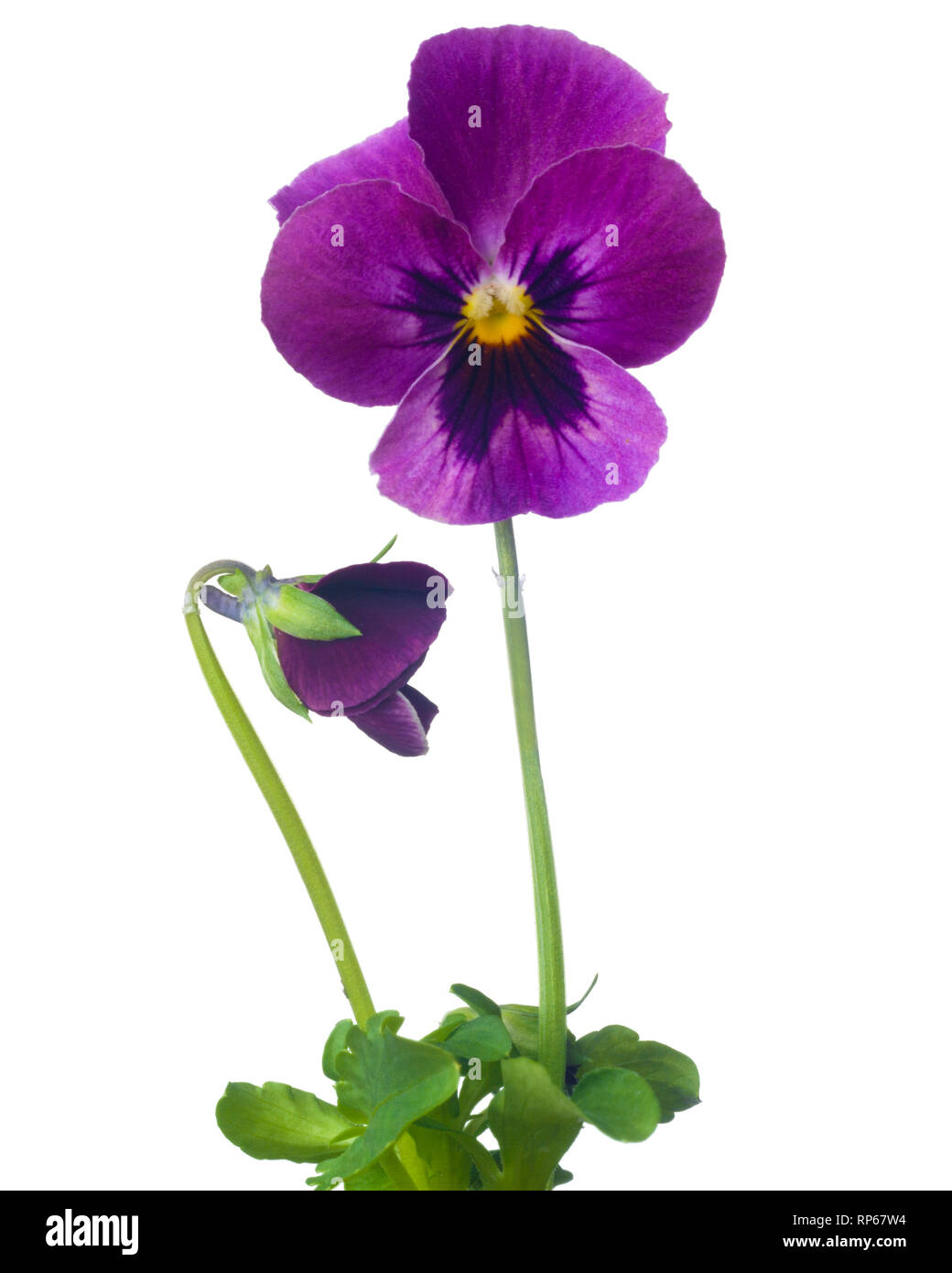 Violet Pansy against White Background Stock Photo - Alamy