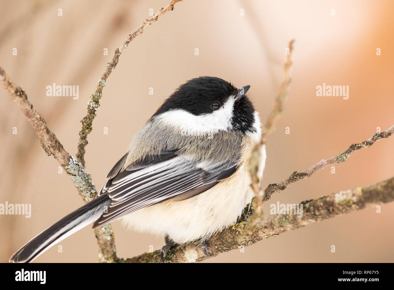 Black-capped chickadee on a cold winter day in northern Wisconsin Stock ...