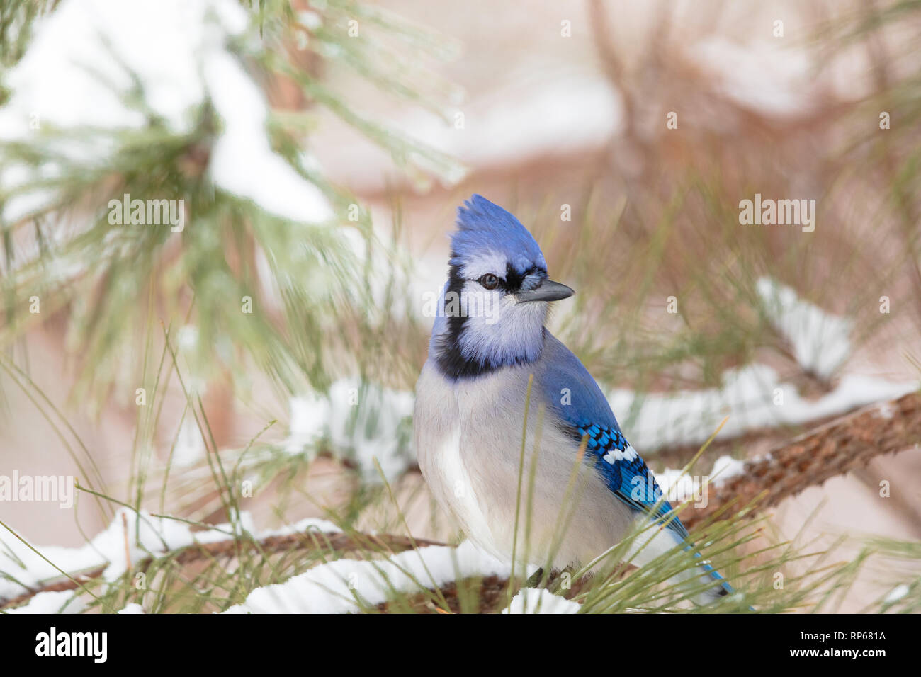 Blue jay perched on the snow-covered branch of a pine tree Stock Photo ...