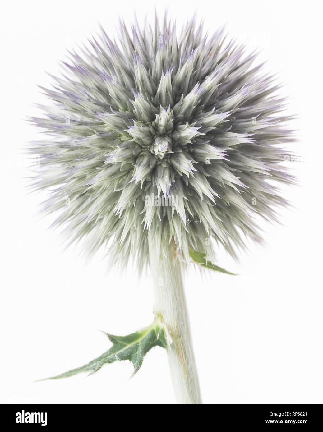 Globe Thistle, Echinops ritro, Pre-Bloom against White Background Stock ...