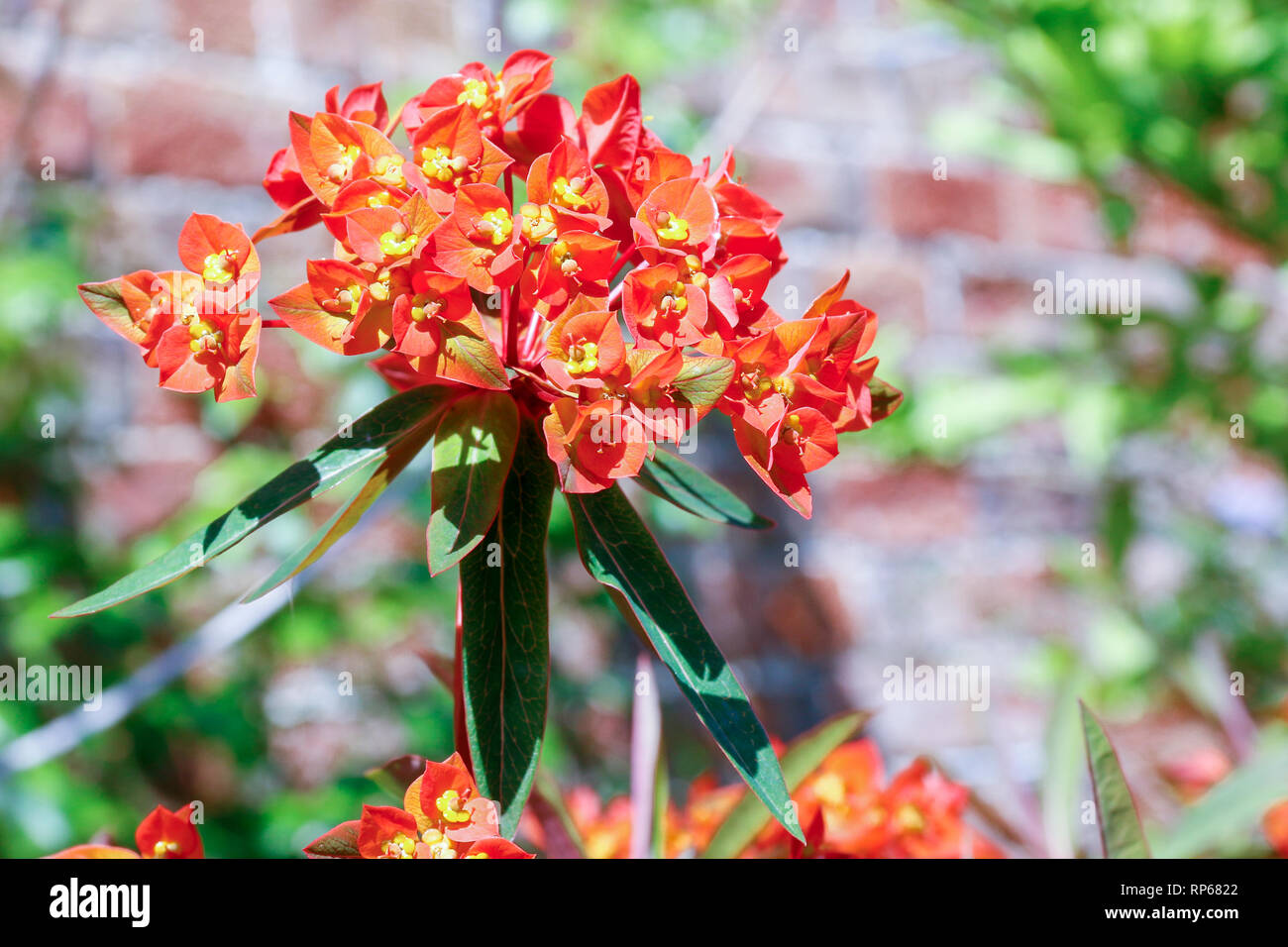 Orange red flowers of Euphorbia griffithii (Spurge Stock Photo - Alamy