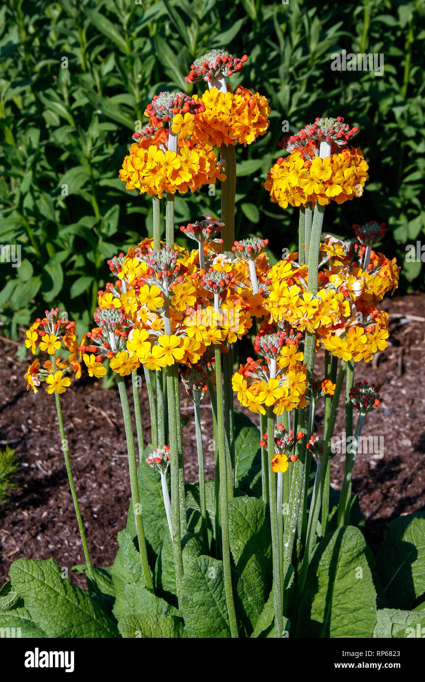Clump of orange flowers of Primula Beesiana (Bee's primrose Stock Photo ...