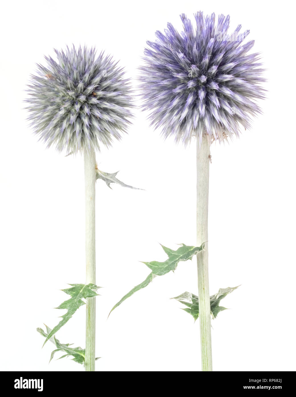 Two Globe Thistles, Echinops ritro, Pre-Bloom against White Background ...