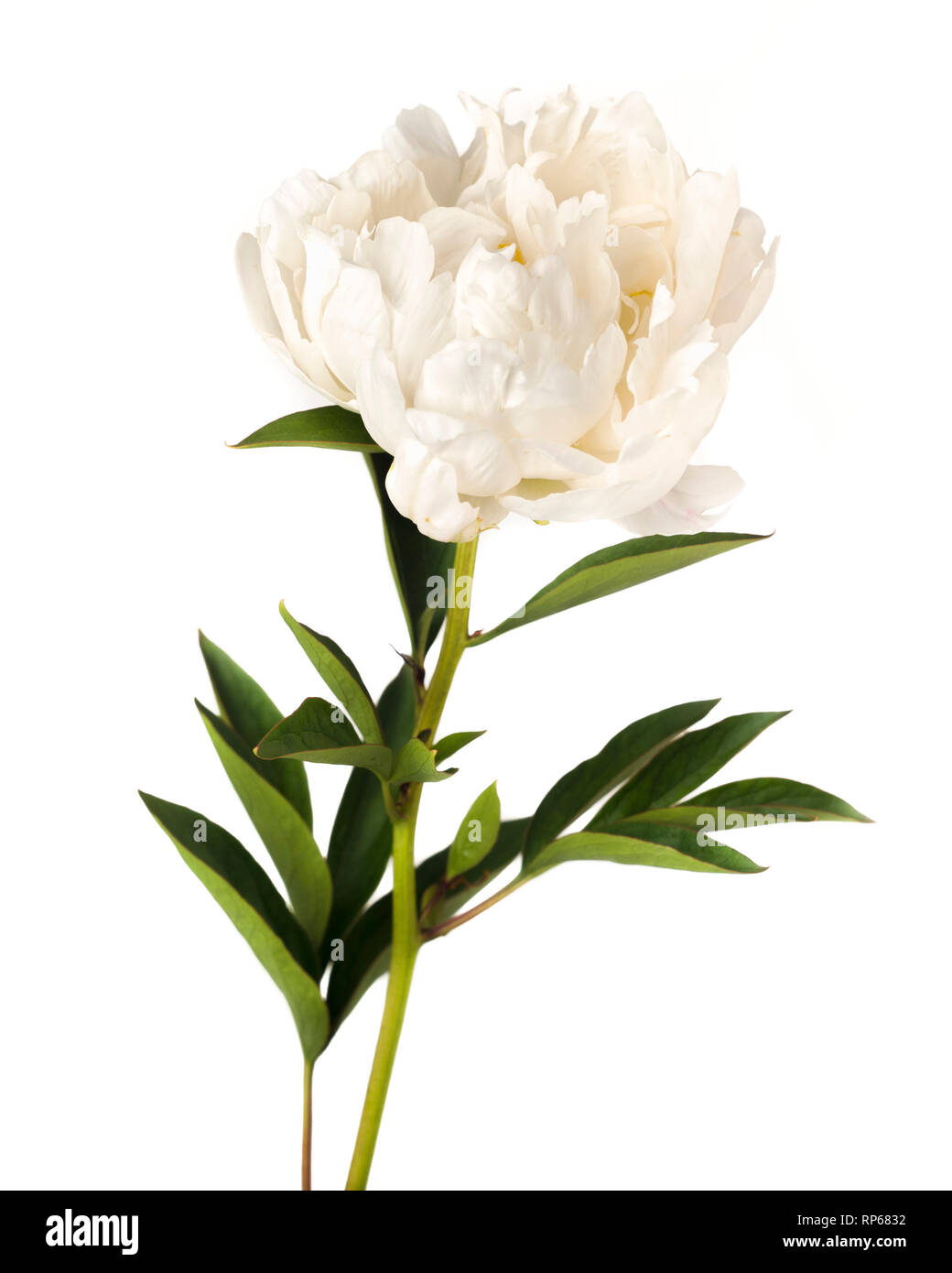Peony against white background hi-res stock photography and images - Alamy