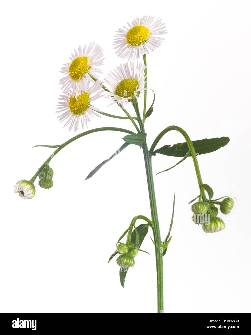 Daisy Fleabane