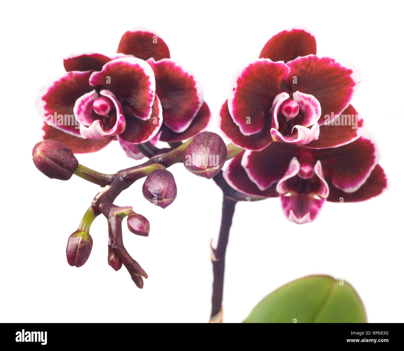 Miniature Maroon Orchid on White Background Stock Photo - Alamy