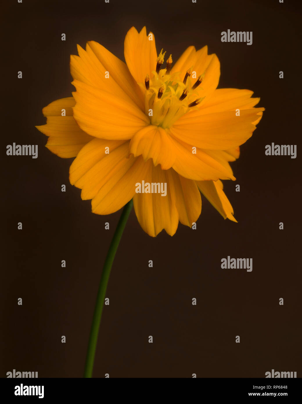 Yellow Cosmos against Dark Background Stock Photo - Alamy