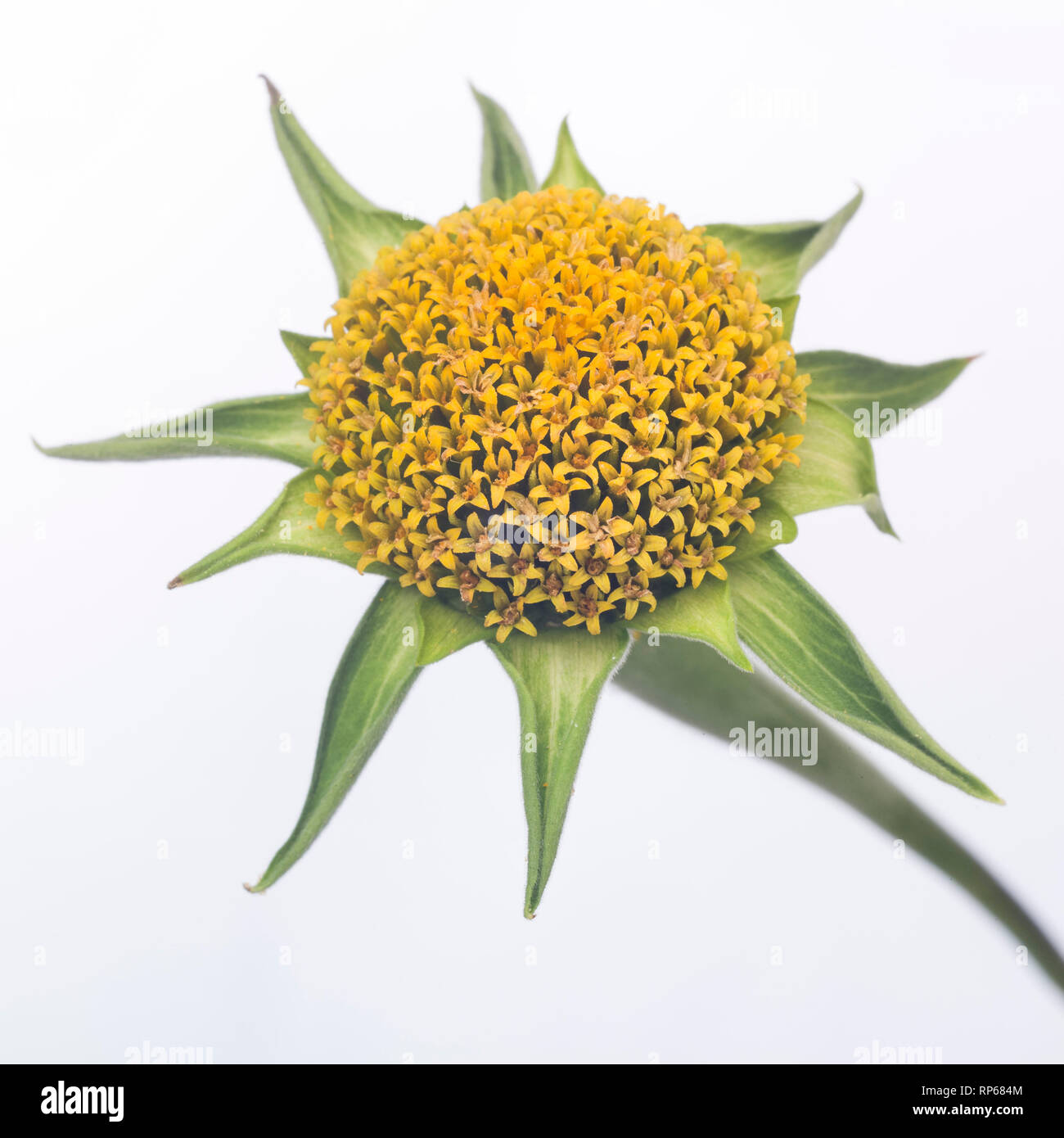Mexican Sunflower, Tithonia rotundifolia, No Petals against White ...