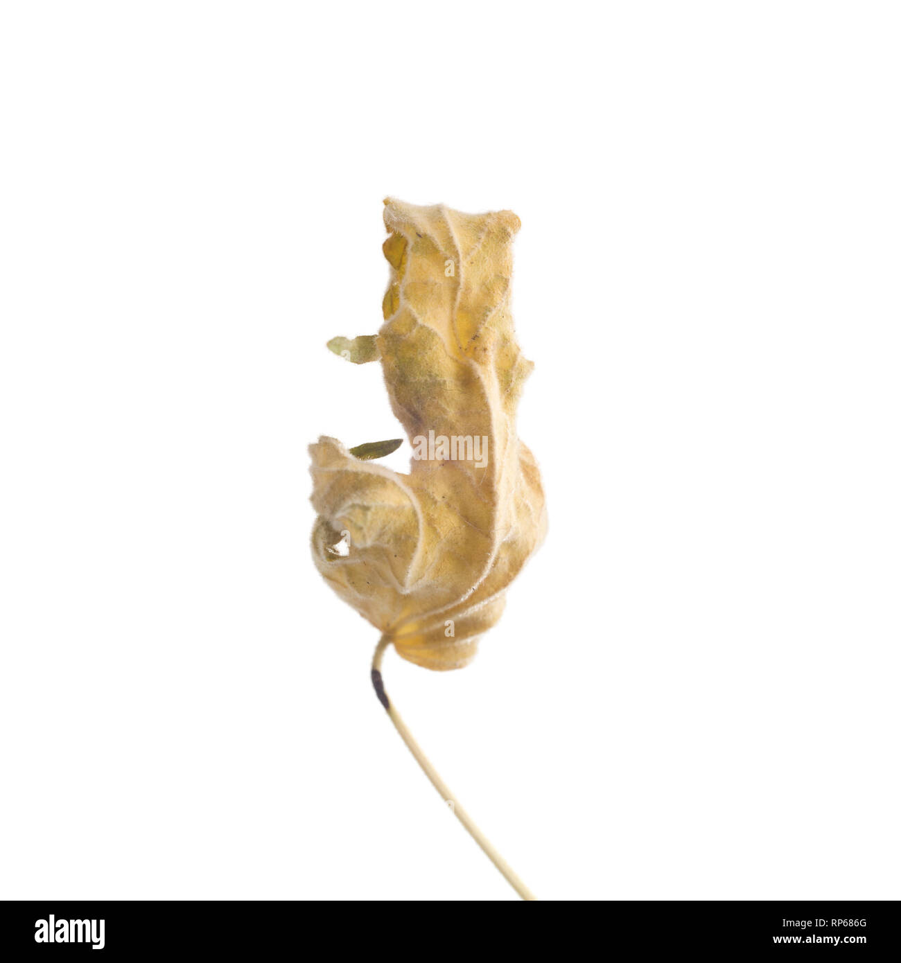 Dried leaf color hi-res stock photography and images - Alamy