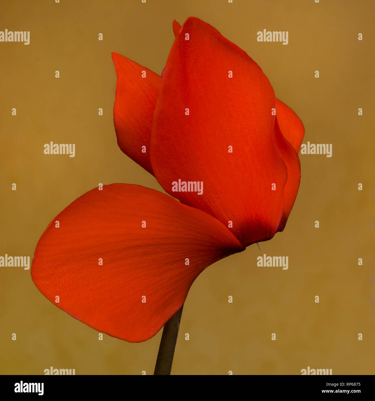 Flaming red hi-res stock photography and images - Alamy