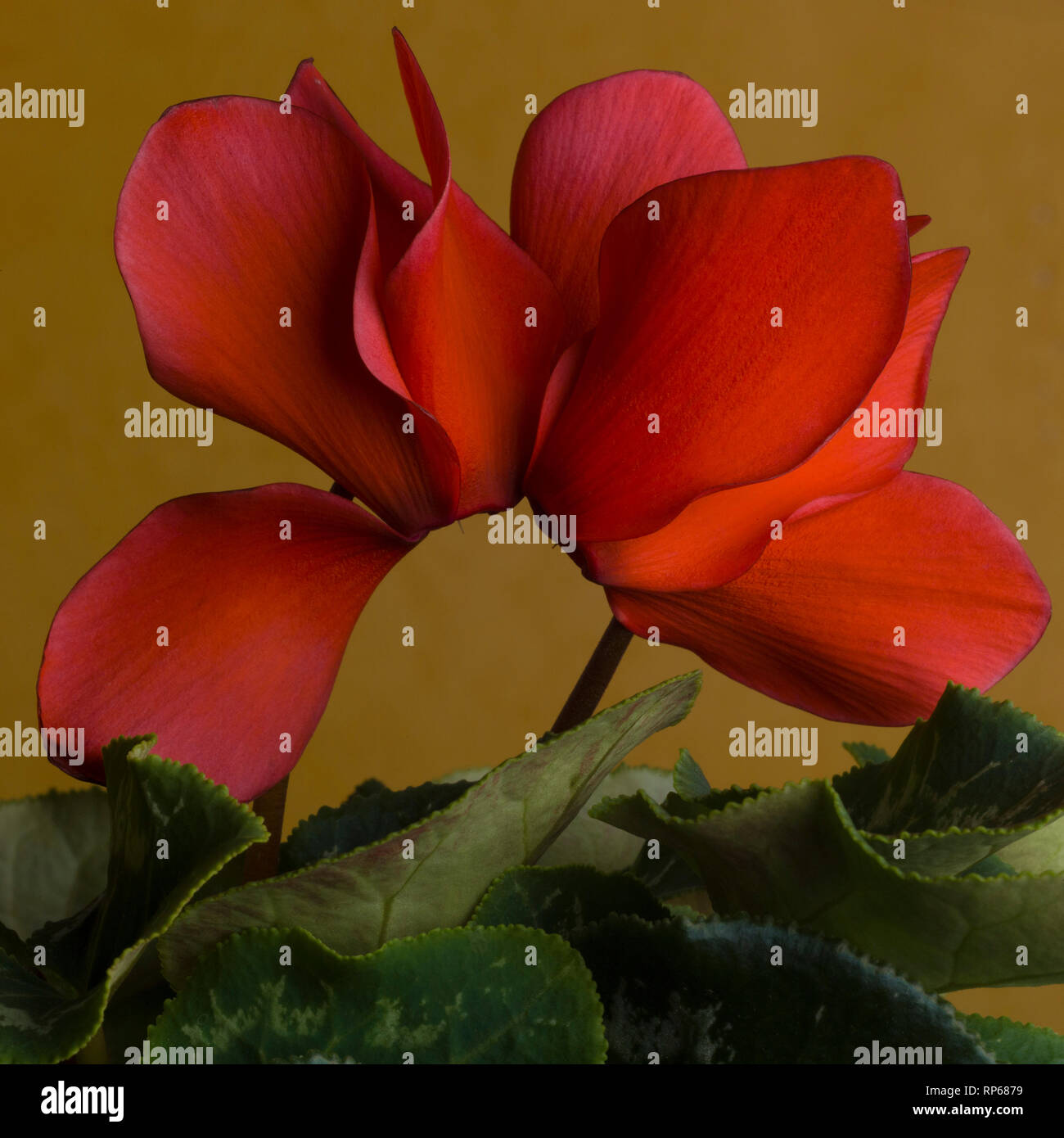 Flaming red plant hi-res stock photography and images - Alamy