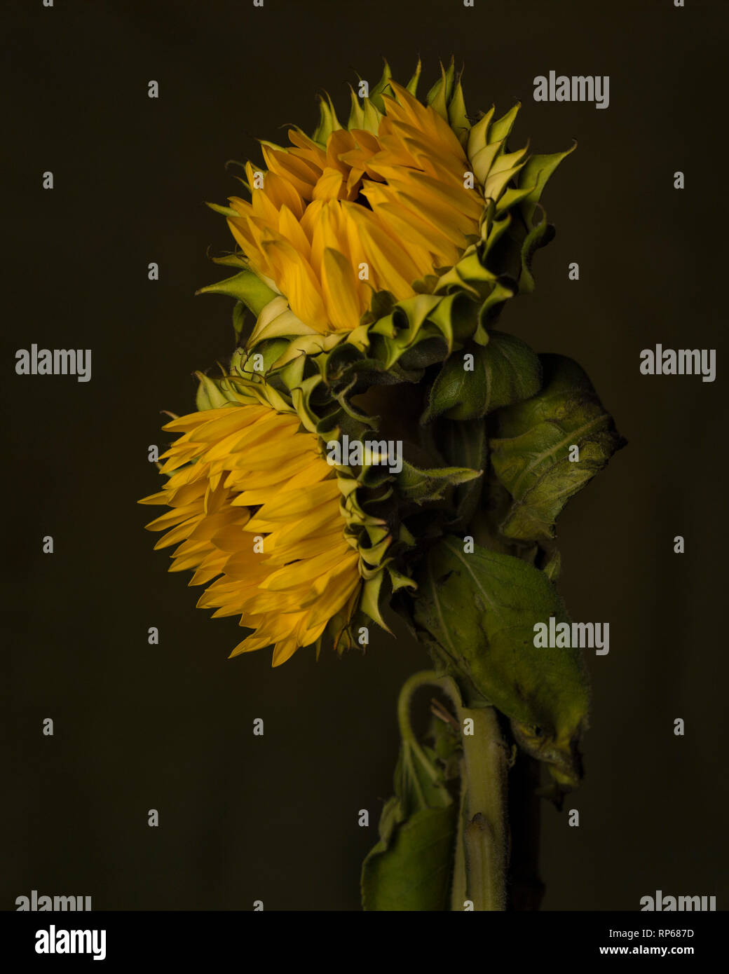 Entwined stems hi-res stock photography and images - Alamy