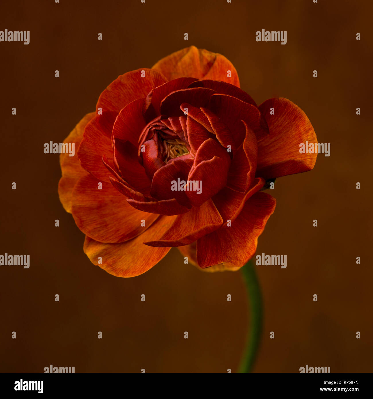 Burnt orange flowers hi-res stock photography and images - Alamy