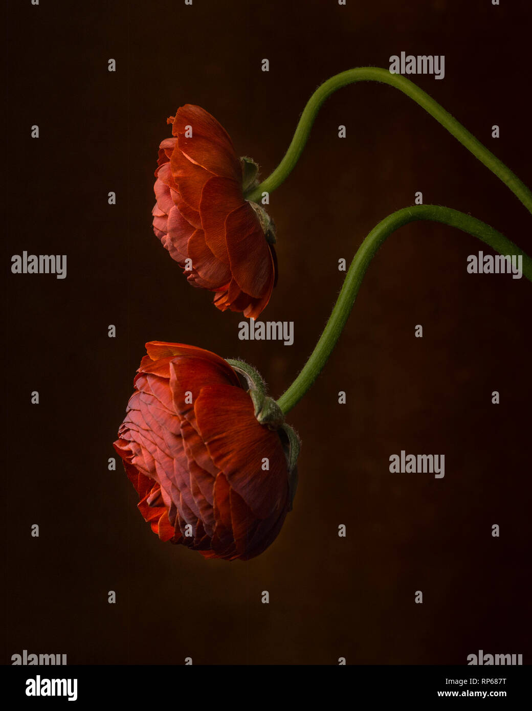 Two Ranunculus Flowers with Curved Stems in Profile against Dark ...