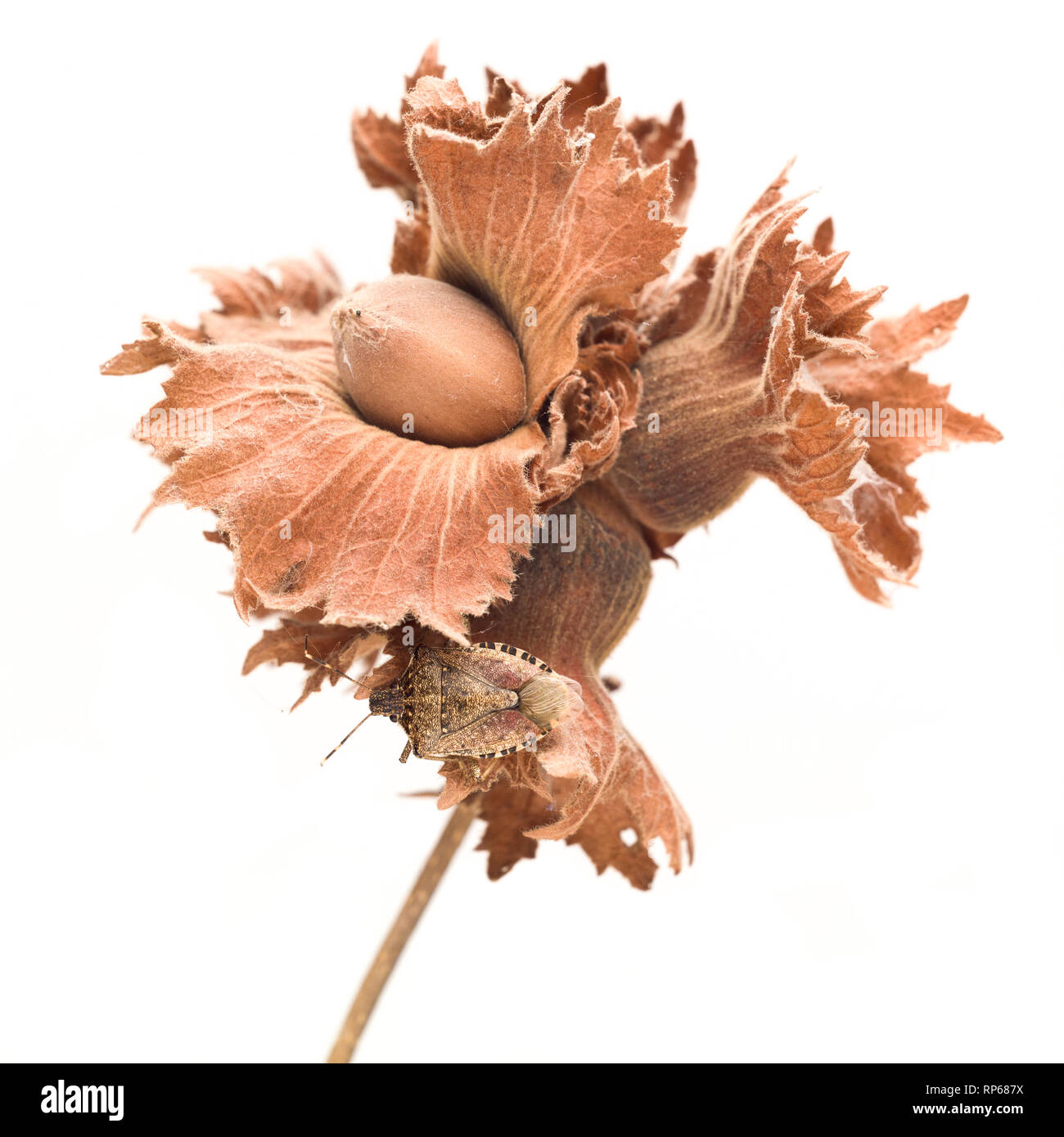 Hazelnut Seed Pod with Stink Bug against White Background Stock Photo ...