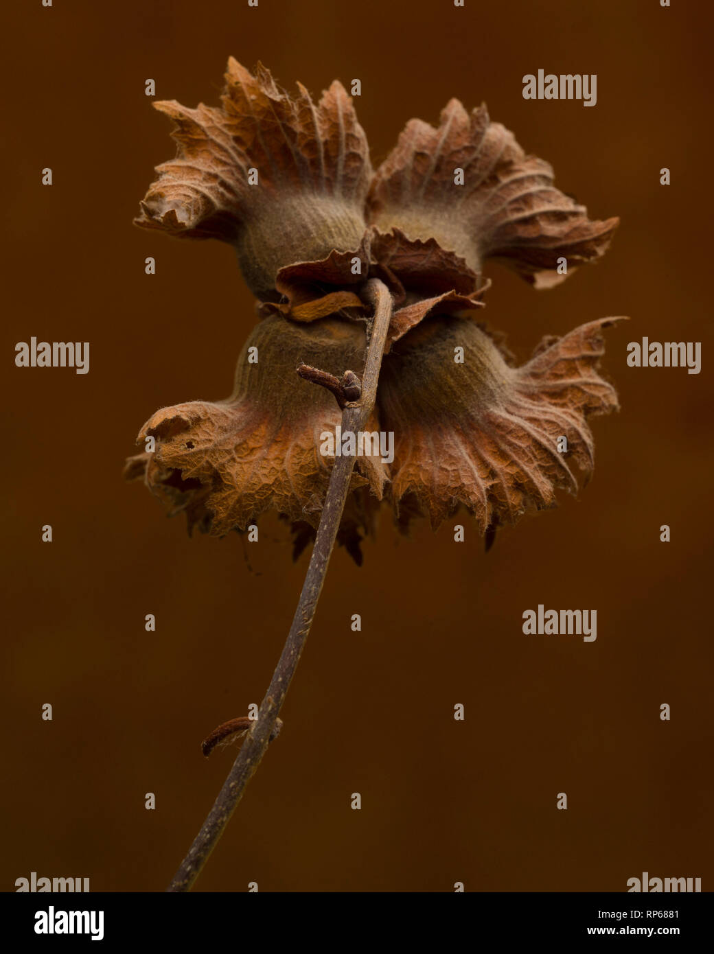 Hazelnut plant hi-res stock photography and images - Alamy