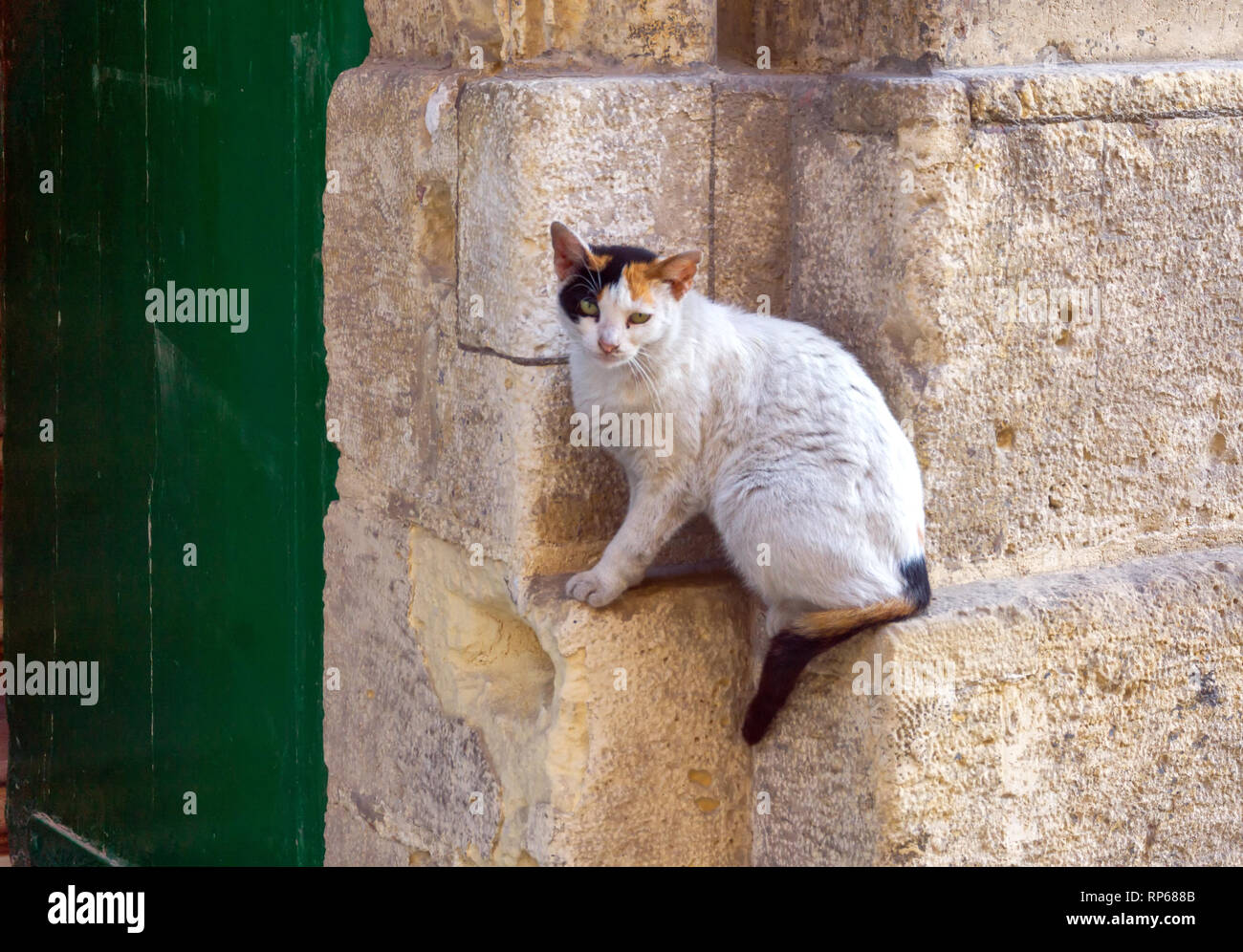 Cats of malta hi-res stock photography and images - Alamy