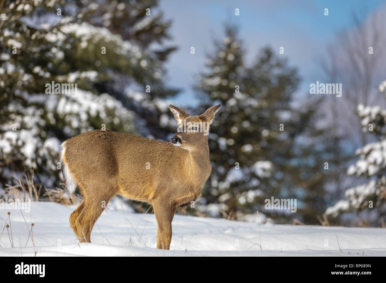 White-tailed doe standing in a winter field Stock Photo - Alamy