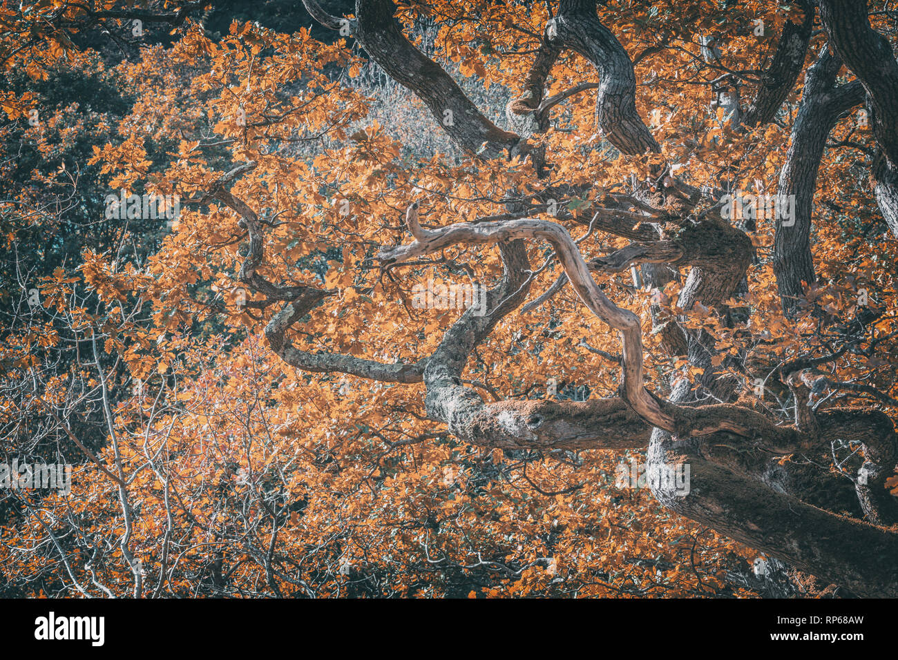 Close up shoot of twisted oak tree covered in yellow leaves at autumn ...