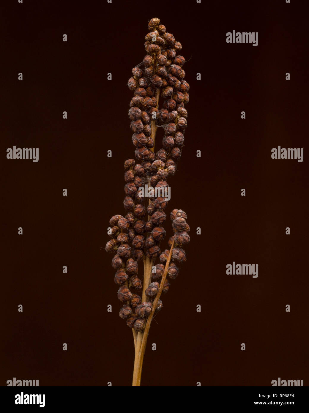 Fern Seeds Stock Photos & Fern Seeds Stock Images - Alamy