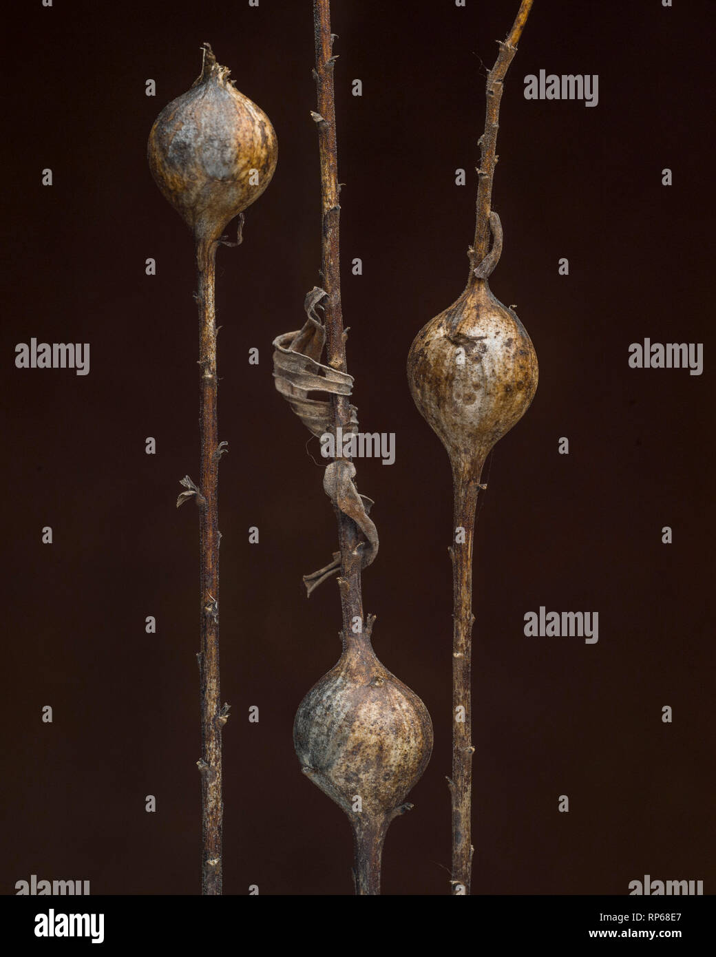 Insect Pods, Goldenrod Gall Fly, Eurosta solidaginis, on Dried ...