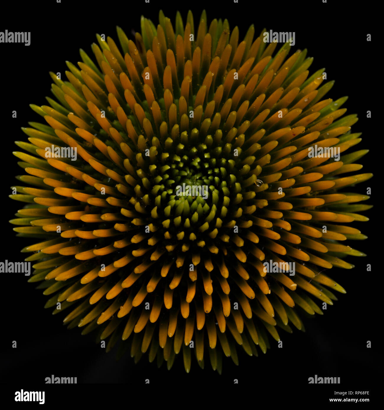 Coneflower Center, Close-Up Detail Stock Photo - Alamy