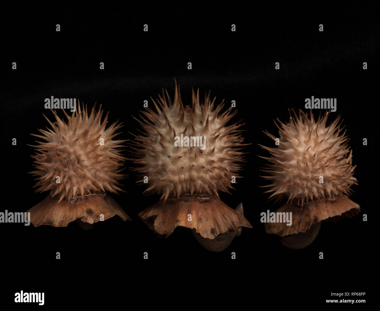 Black seed pods hi-res stock photography and images - Alamy