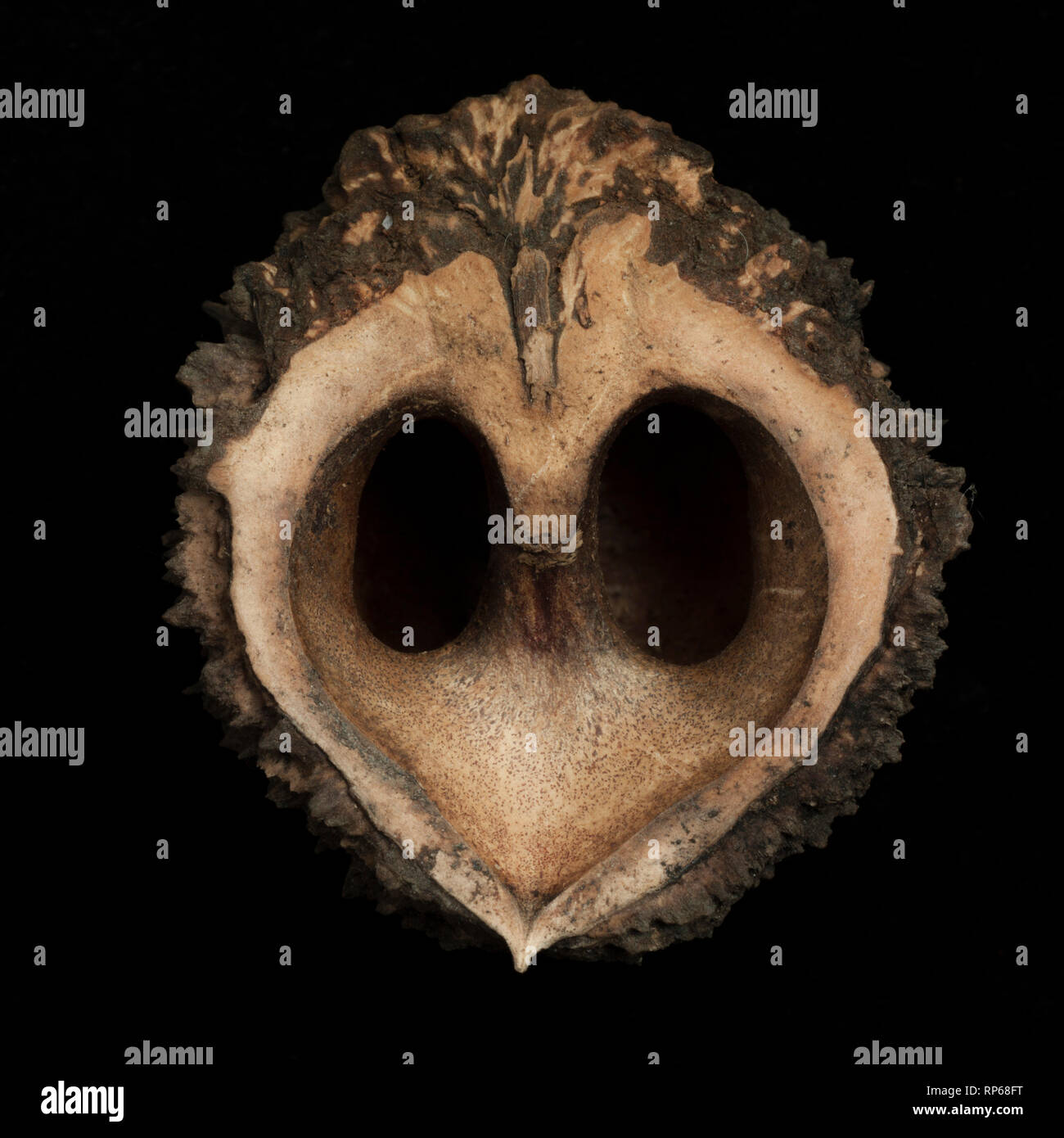 Walnut and walnut shell walnut hi-res stock photography and images - Alamy
