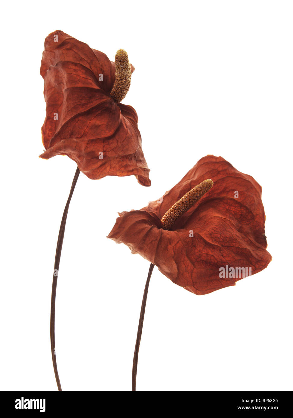 Spadix spathe hi-res stock photography and images - Alamy