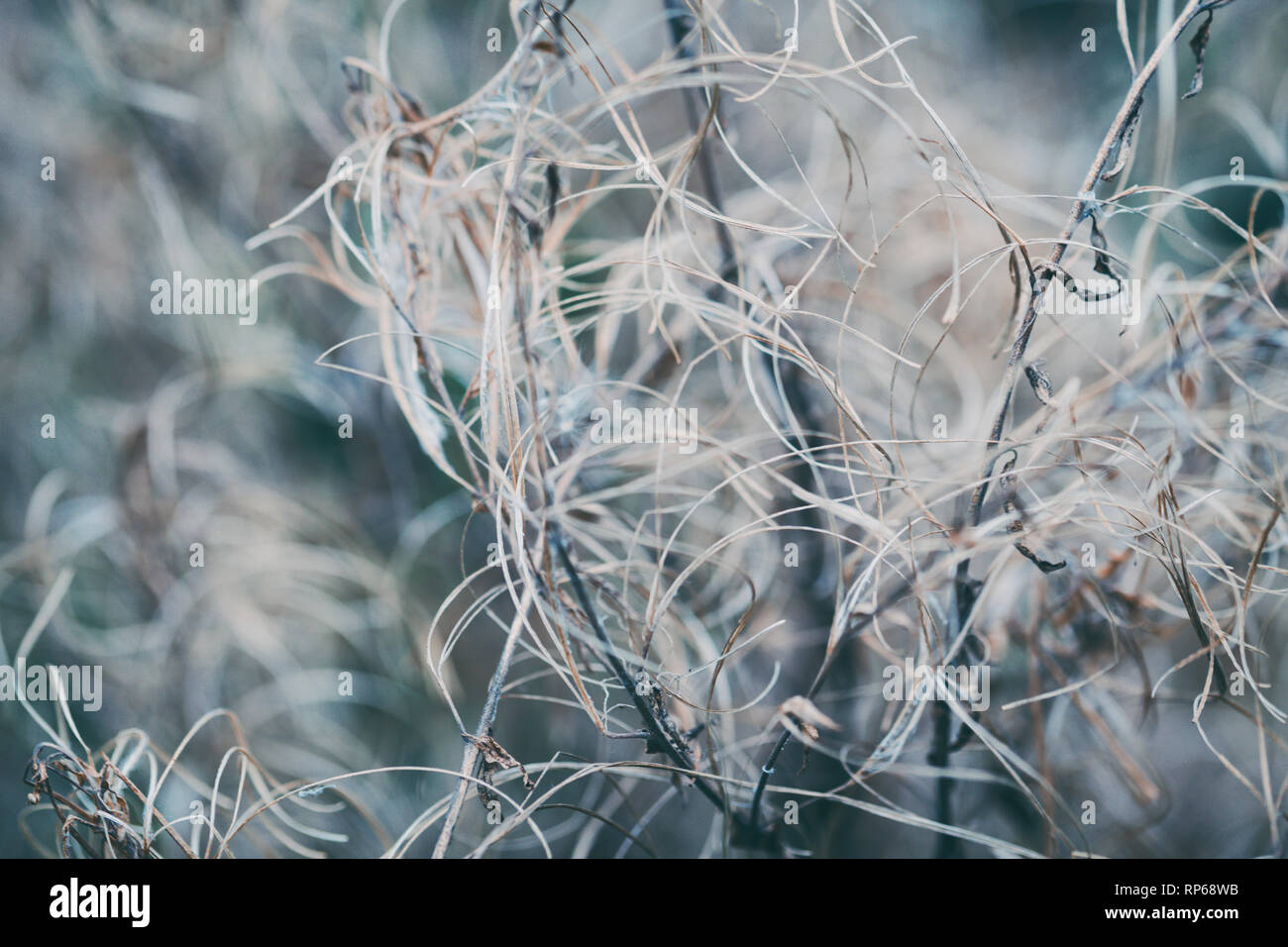 Curly branch hi-res stock photography and images - Alamy