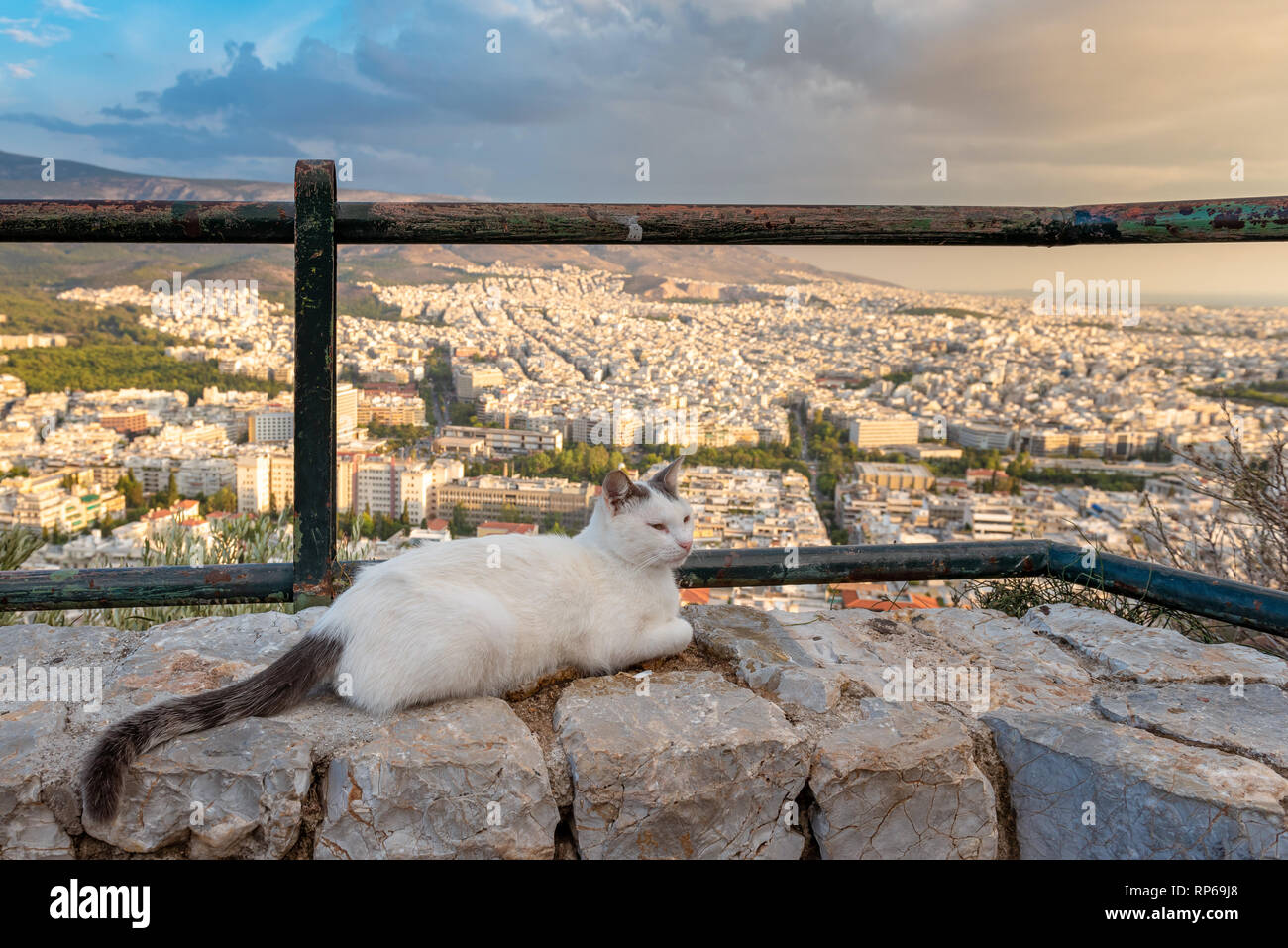 Acropolis cat hi-res stock photography and images - Alamy
