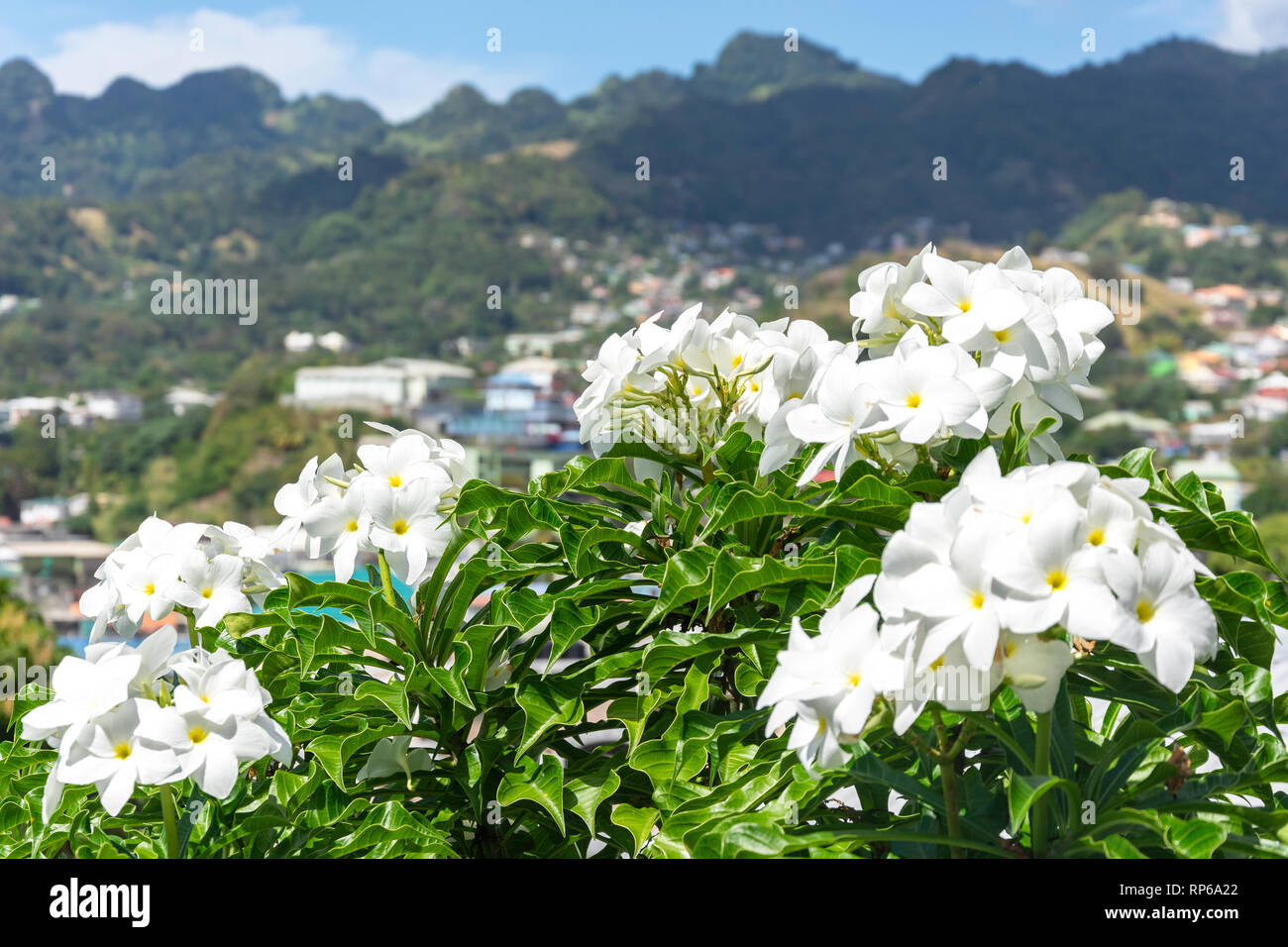 White and saint vincent and the grenadines hi-res stock photography and ...