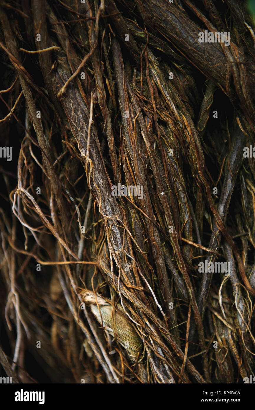 Leafless bush that looks like a bird's nest Stock Photo - Alamy