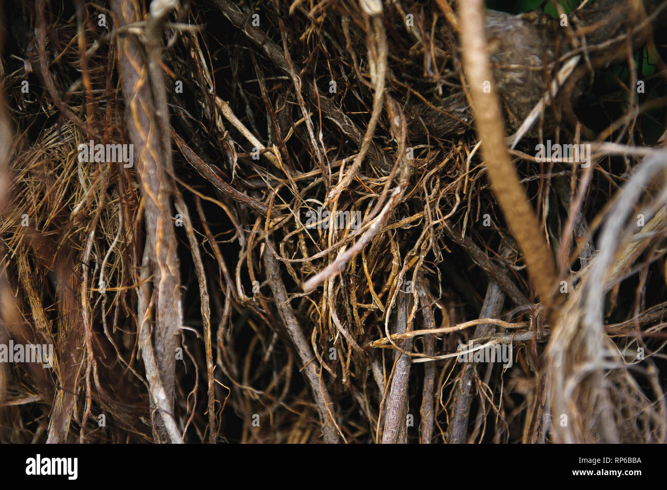 Leafless bush that looks like a bird's nest Stock Photo - Alamy